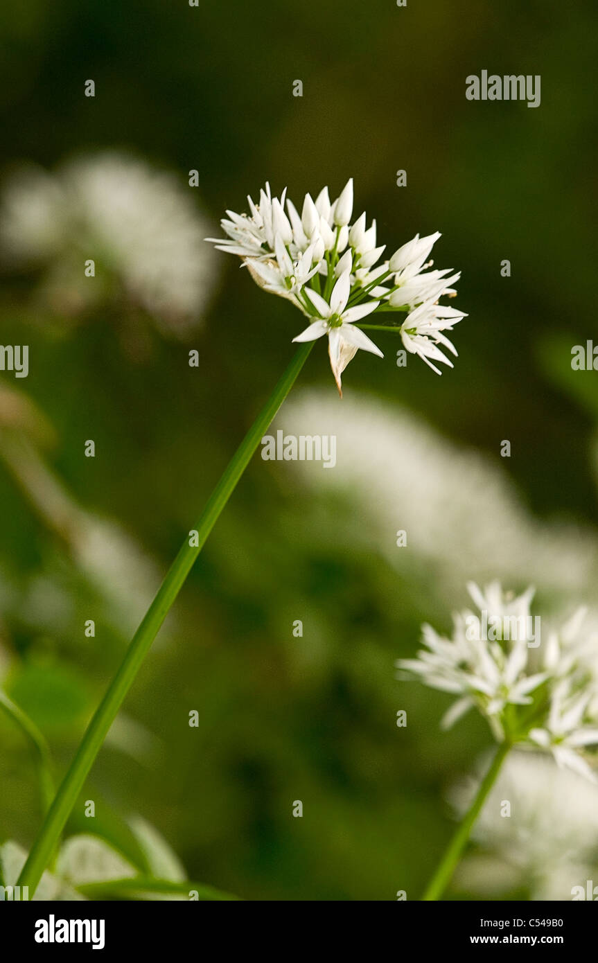 Wild garlic ramsons allium hi-res stock photography and images - Alamy