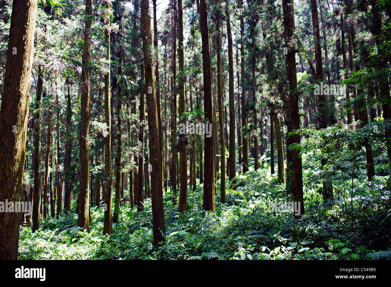 Alishan National Park Scenic Area, Fenqihu, Chiayi, Taiwan Stock Photo ...