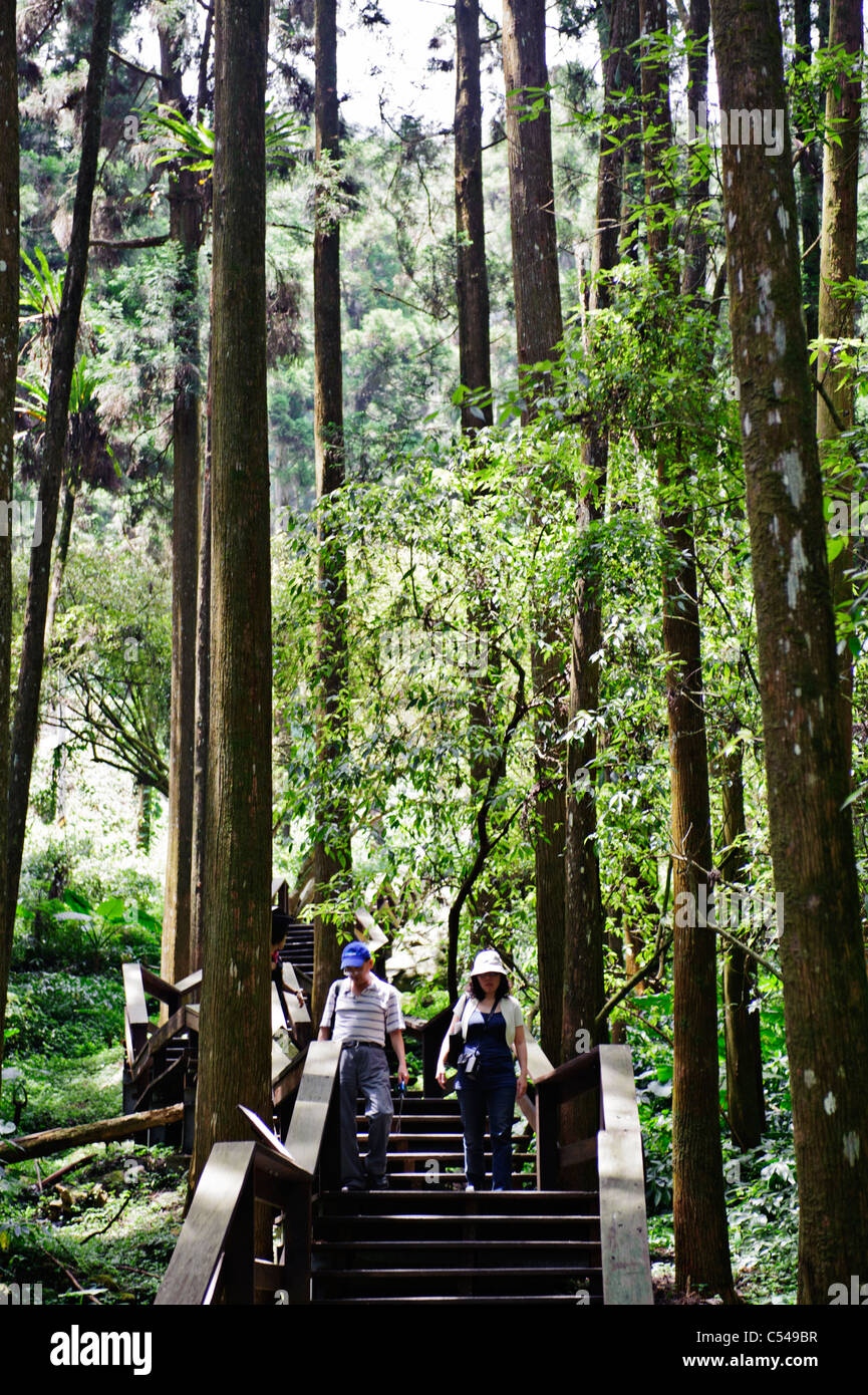 Taiwan willow hi-res stock photography and images - Alamy