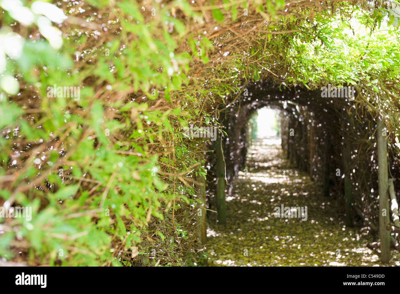 Garden Tunnel High Resolution Stock Photography and Images - Alamy