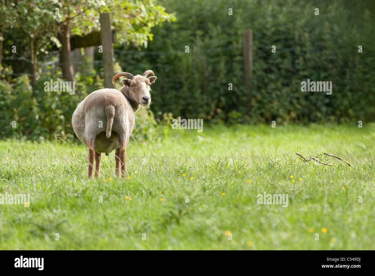 Big bum hi-res stock photography and images - Alamy