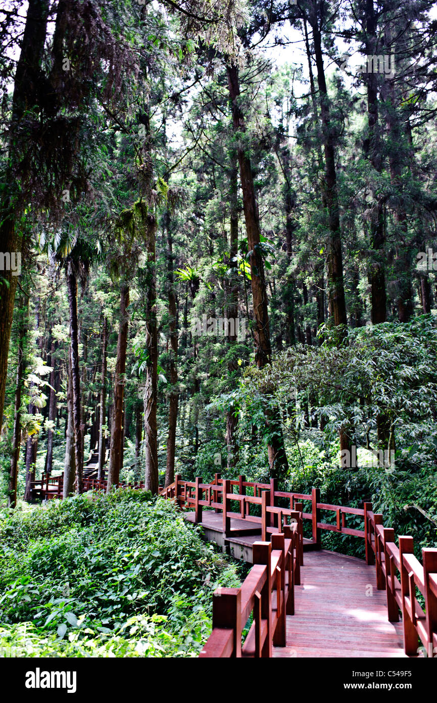 Alishan National Park Scenic Area, Fenqihu, Hiking trail, Chiayi ...