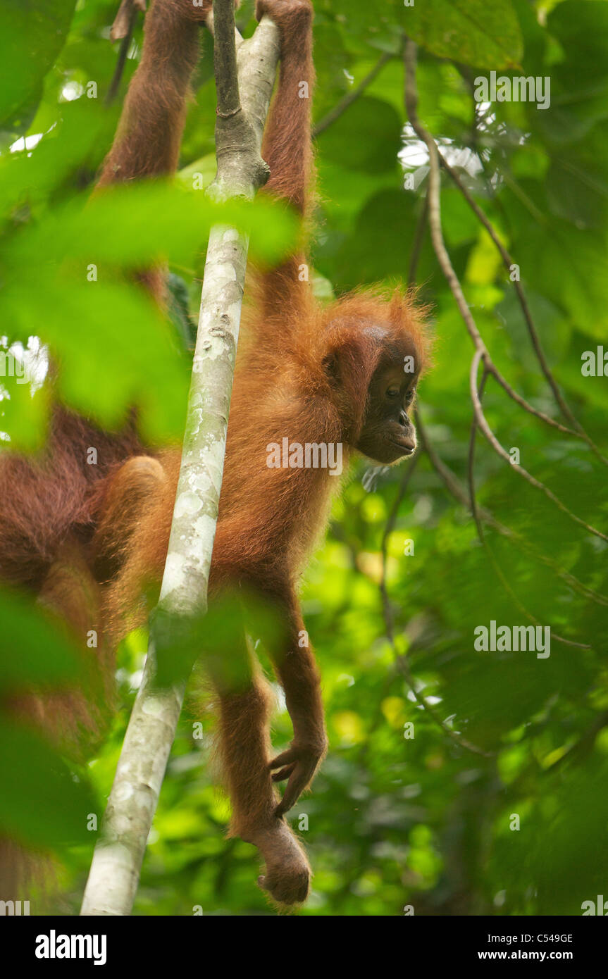 Baby Sumatran orangutan Stock Photo - Alamy