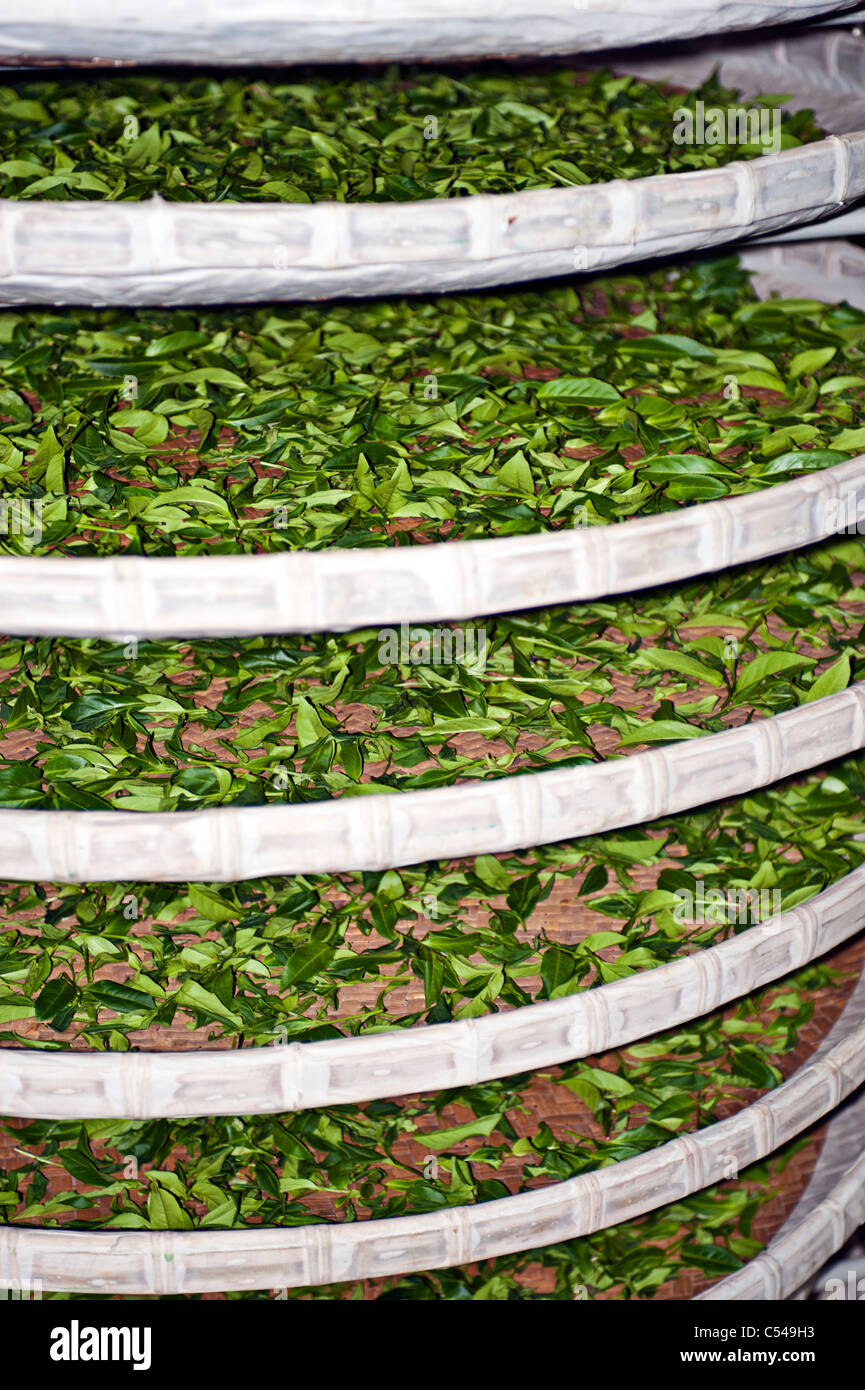 Ali mountain tea hi-res stock photography and images - Alamy
