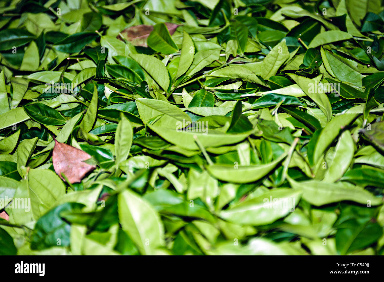 Ali mountain tea hi-res stock photography and images - Alamy