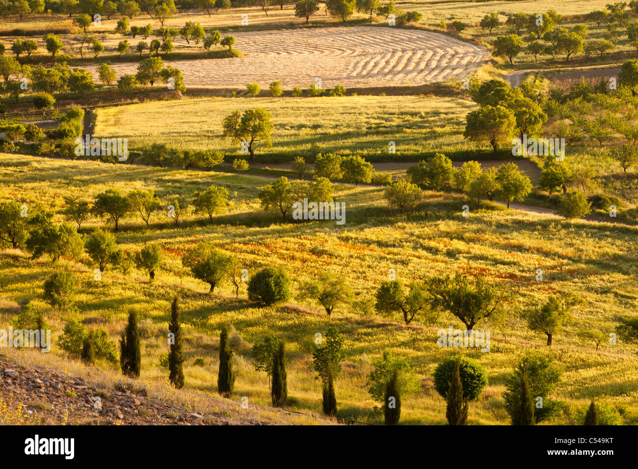 Traditional agriculture, with small fields growing cereal, interspersed ...