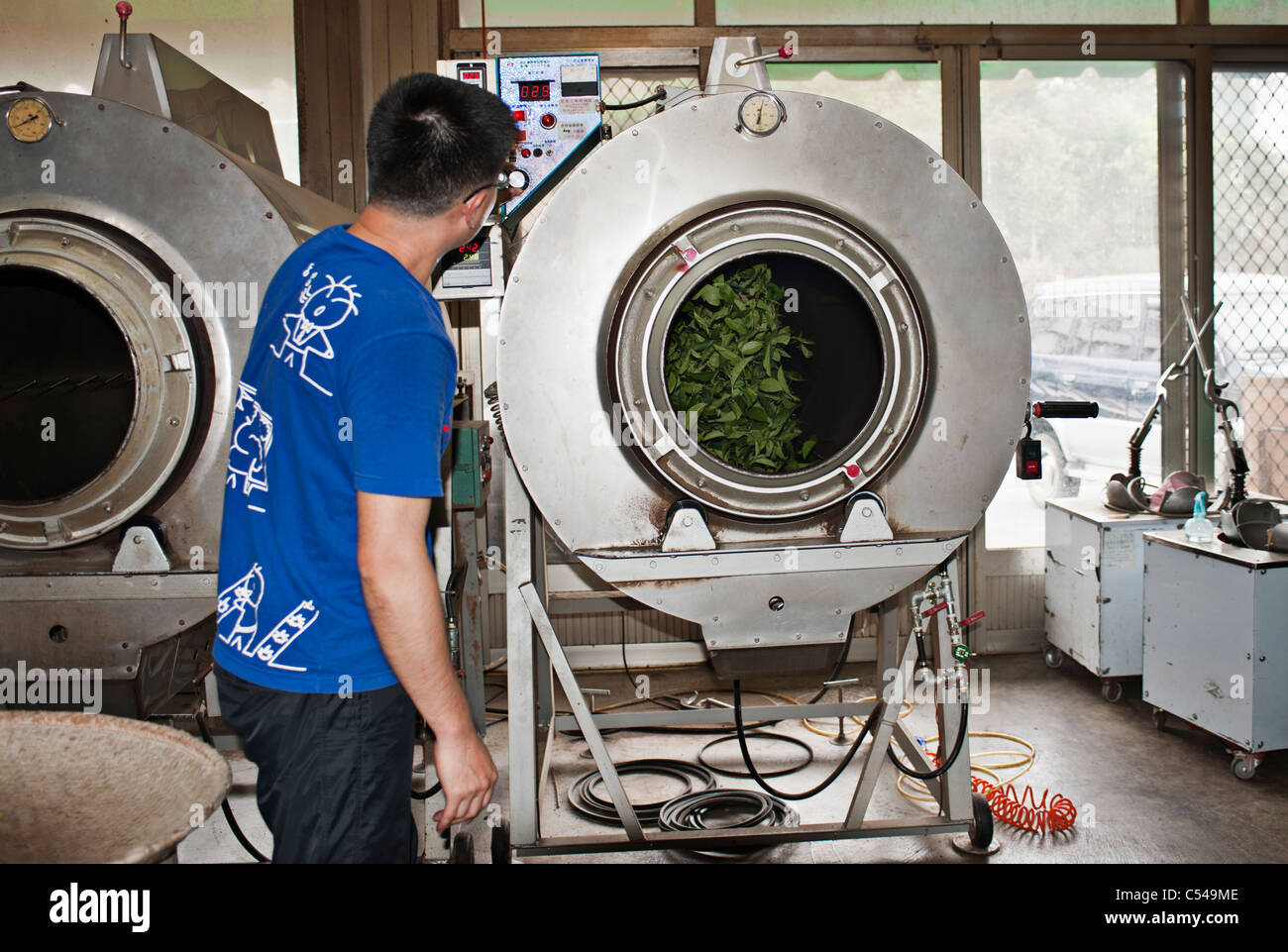 Tea production, Fixation, heating the tea leaves, Alishan National Park Scenic Area, Dingshizhou ...