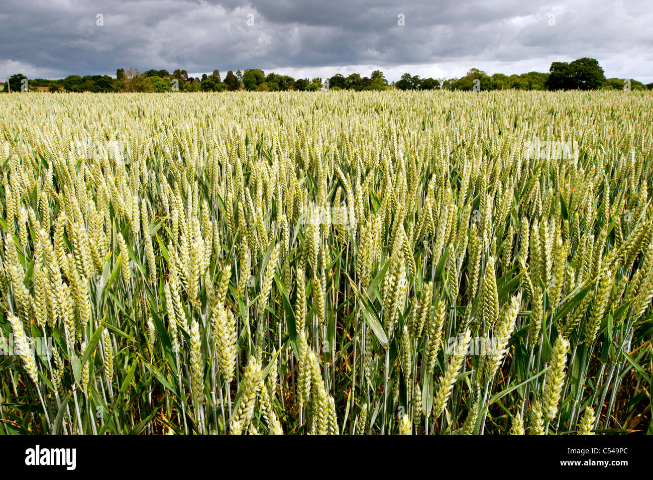 Blustery day hi-res stock photography and images - Alamy