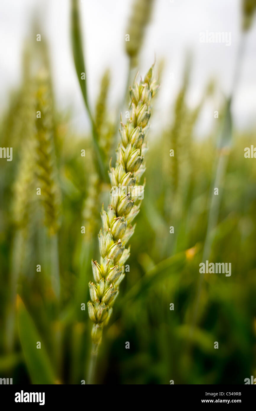 Ear wheat hi-res stock photography and images - Alamy