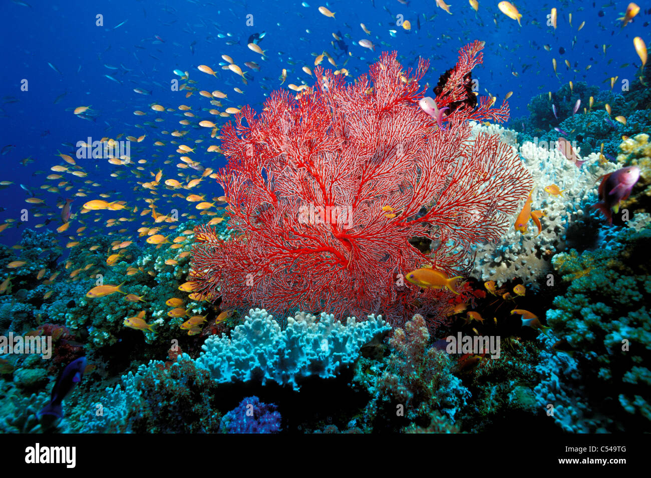 Tropical coral reef, Fiji, Pacific Ocean Stock Photo - Alamy