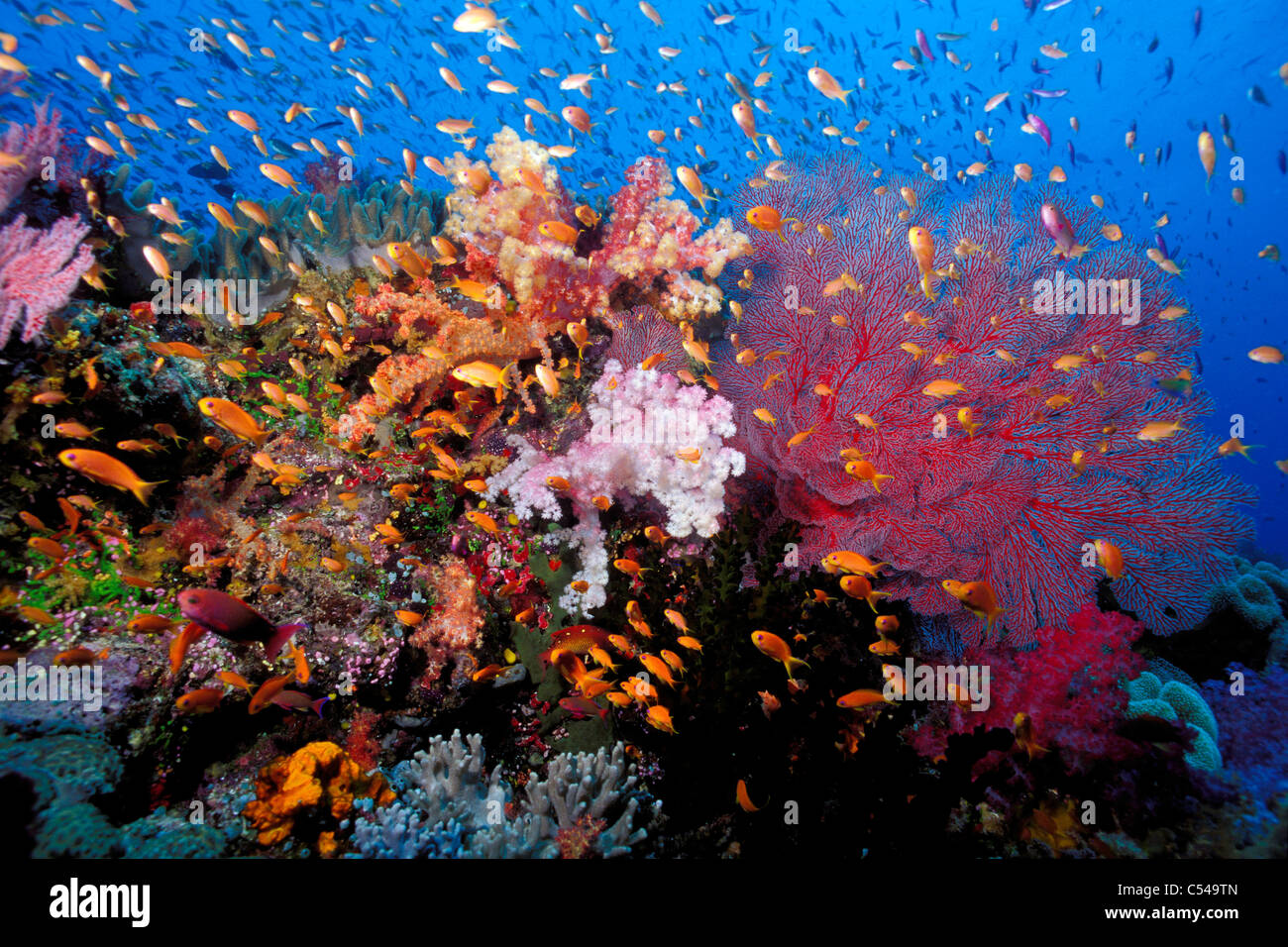 Tropical coral reef, Fiji, Pacific Ocean Stock Photo - Alamy