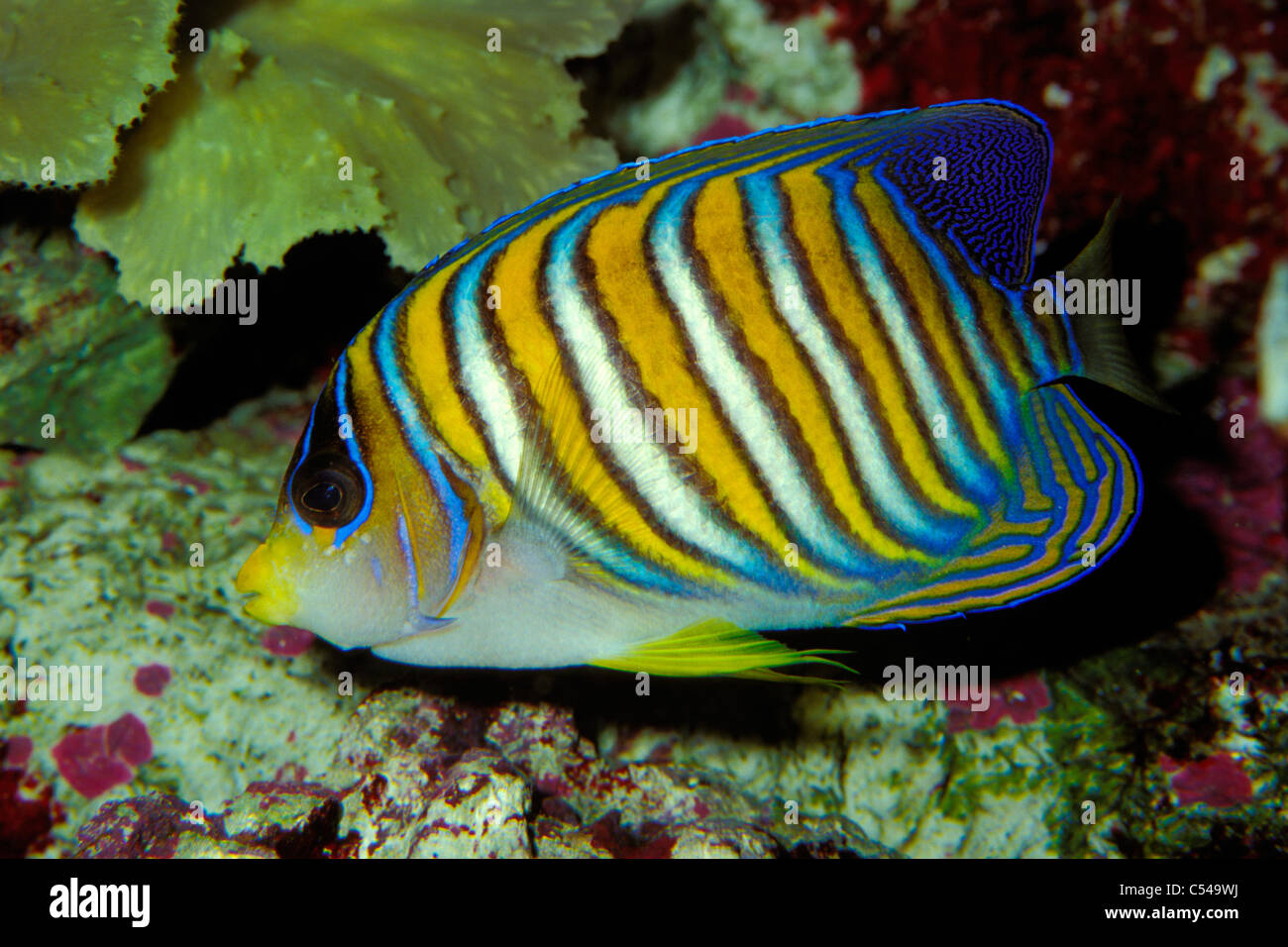 Angelfish fiji hi-res stock photography and images - Alamy