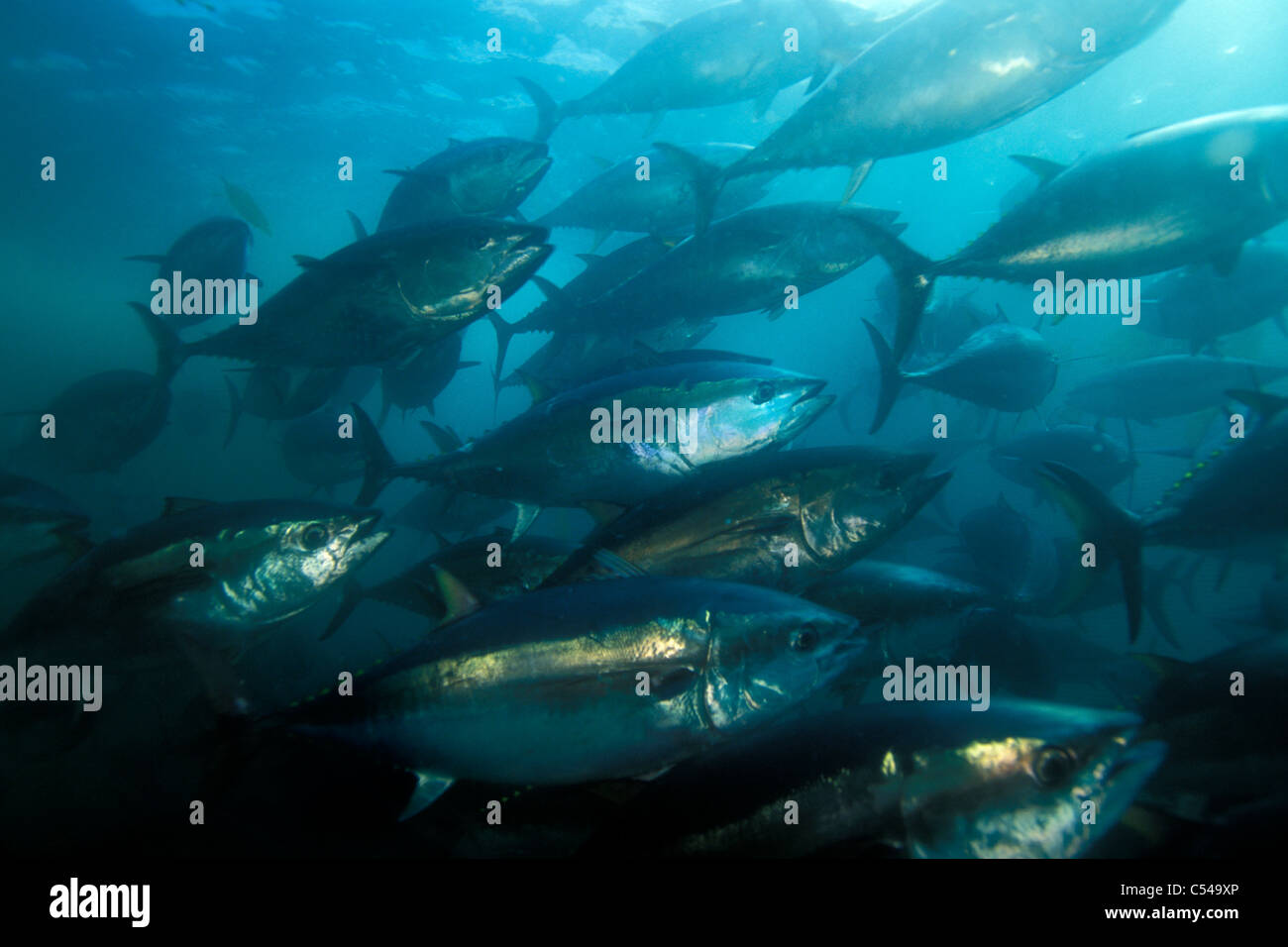 Northern Bluefin tuna, Thunnus thynnus, Baja California, Mexico ...