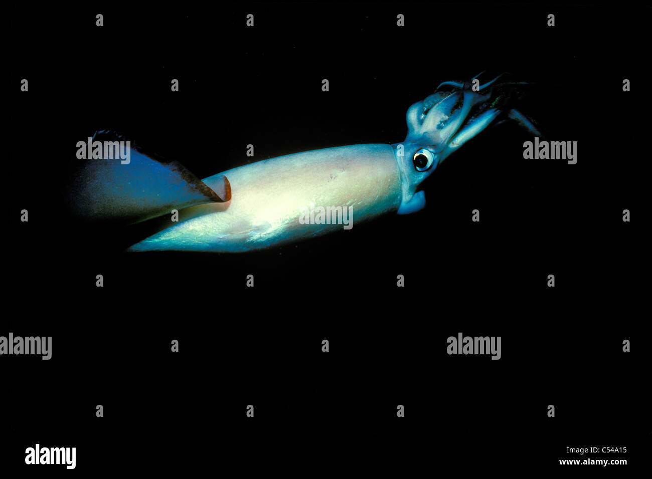 Jumbo or Humboldt squid, Dosidicus gigas, Sea of Cortez, Mexico Stock ...