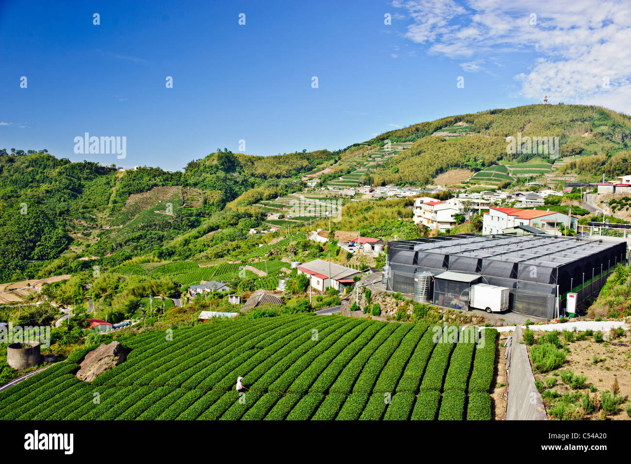 Tea plantation, Alishan National Park Scenic Area, Chiayi, Taiwan Stock ...
