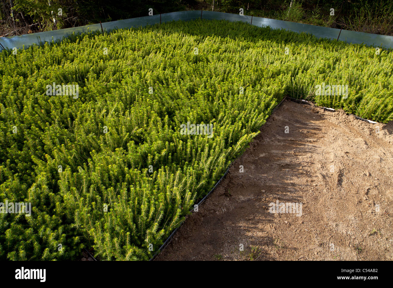Saplings Fence High Resolution Stock Photography and Images - Alamy