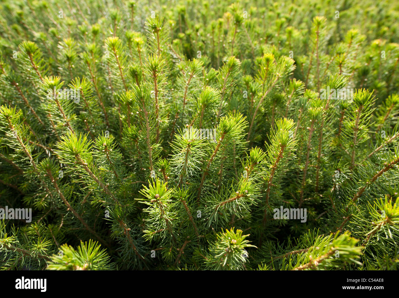 Inventory of spruce saplings ( picea abies ) from tree nursery in ...