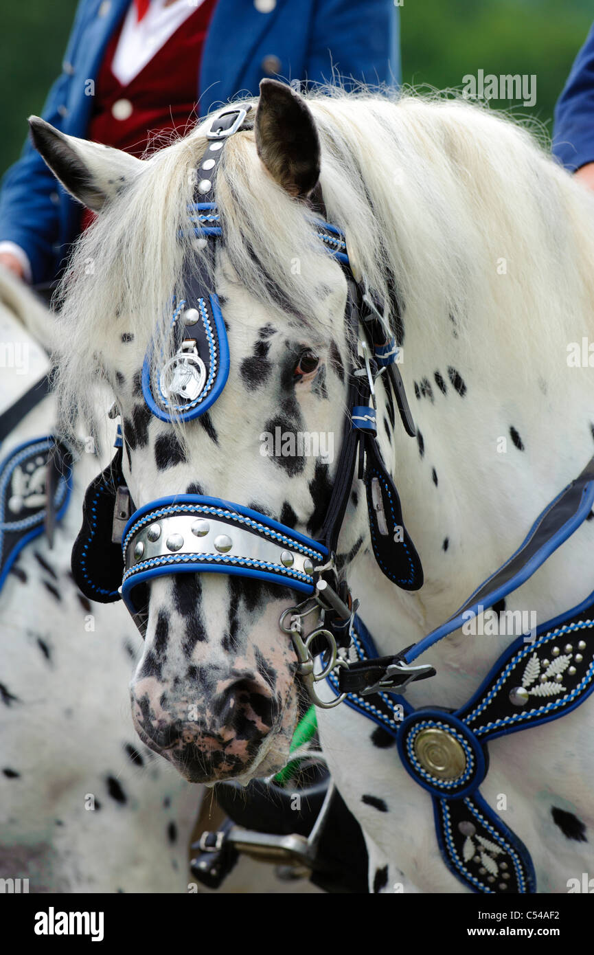 German stallion hi-res stock photography and images - Alamy