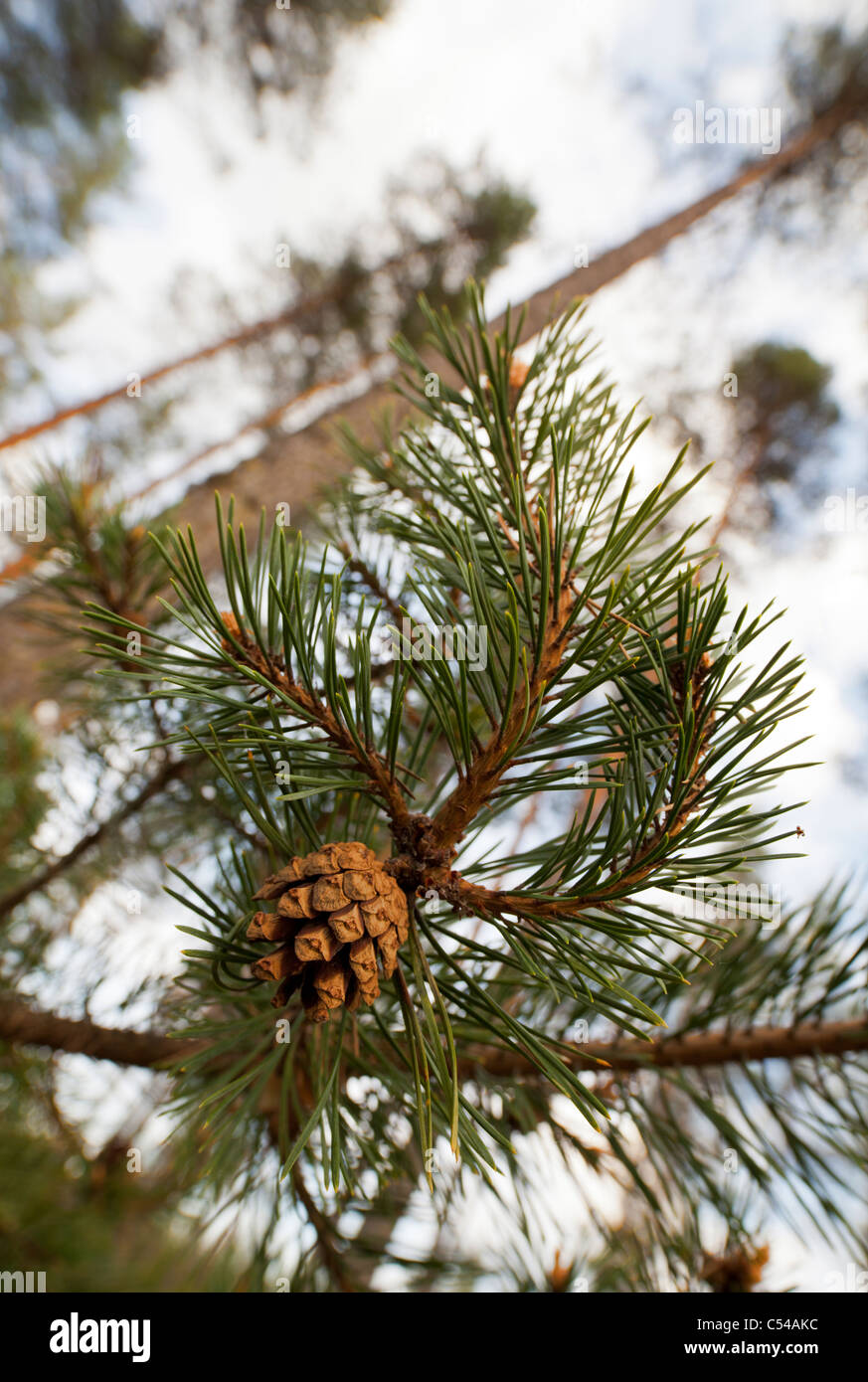 Pinus Sylvestris Cone High Resolution Stock Photography and Images - Alamy