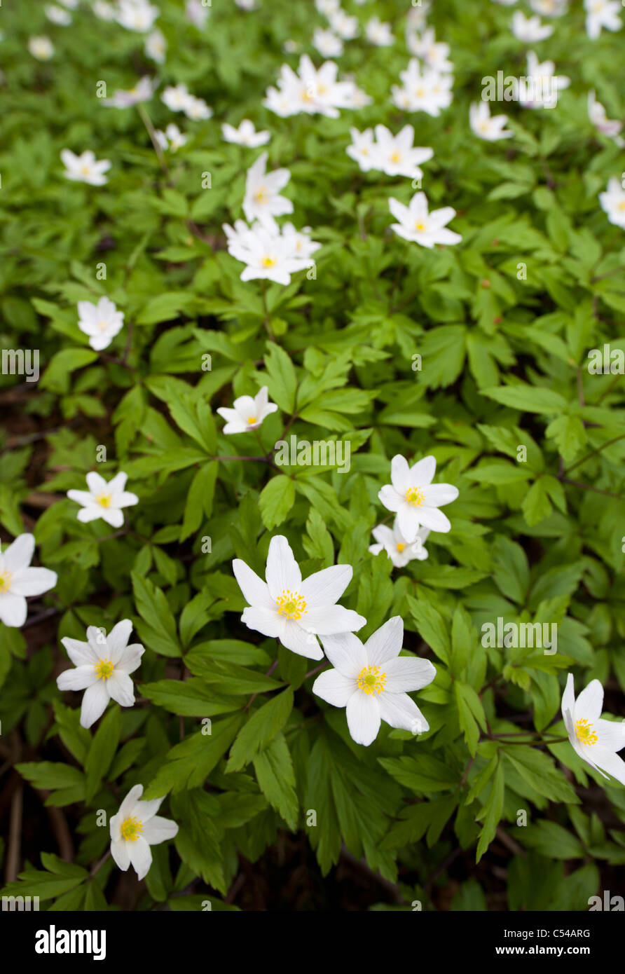 Closeup of wood anemone ( Anemone nemorosa ) blossoming at Spring ...