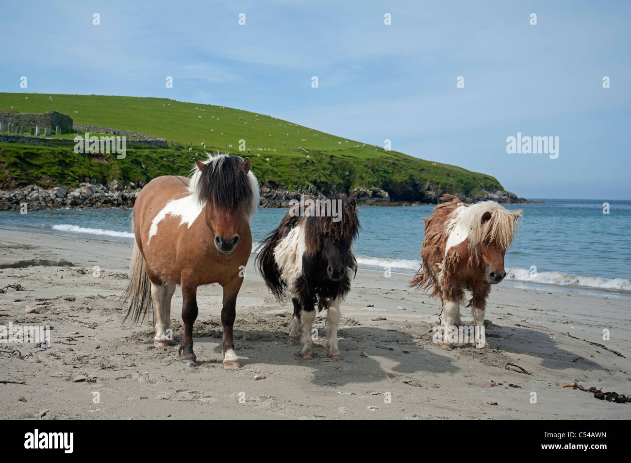 Shetland pony has thick coat and short legs hi-res stock photography ...
