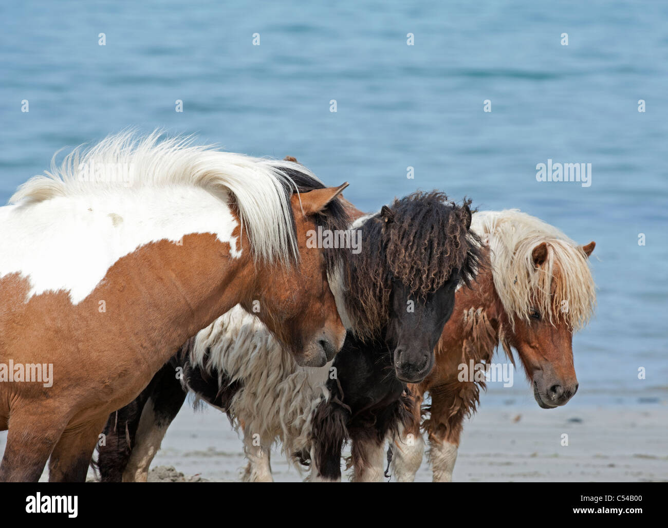 Shetland pony has thick coat and short legs hi-res stock photography ...