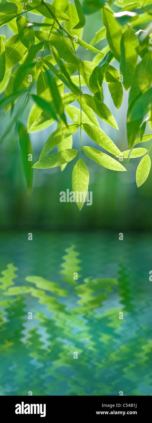 Fresh green leaves over water with reflection Stock Photo - Alamy