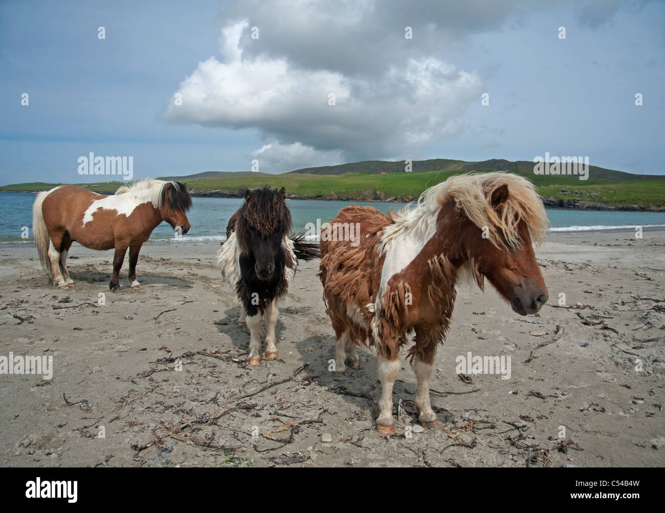 Shetland pony has thick coat and short legs hi-res stock photography ...