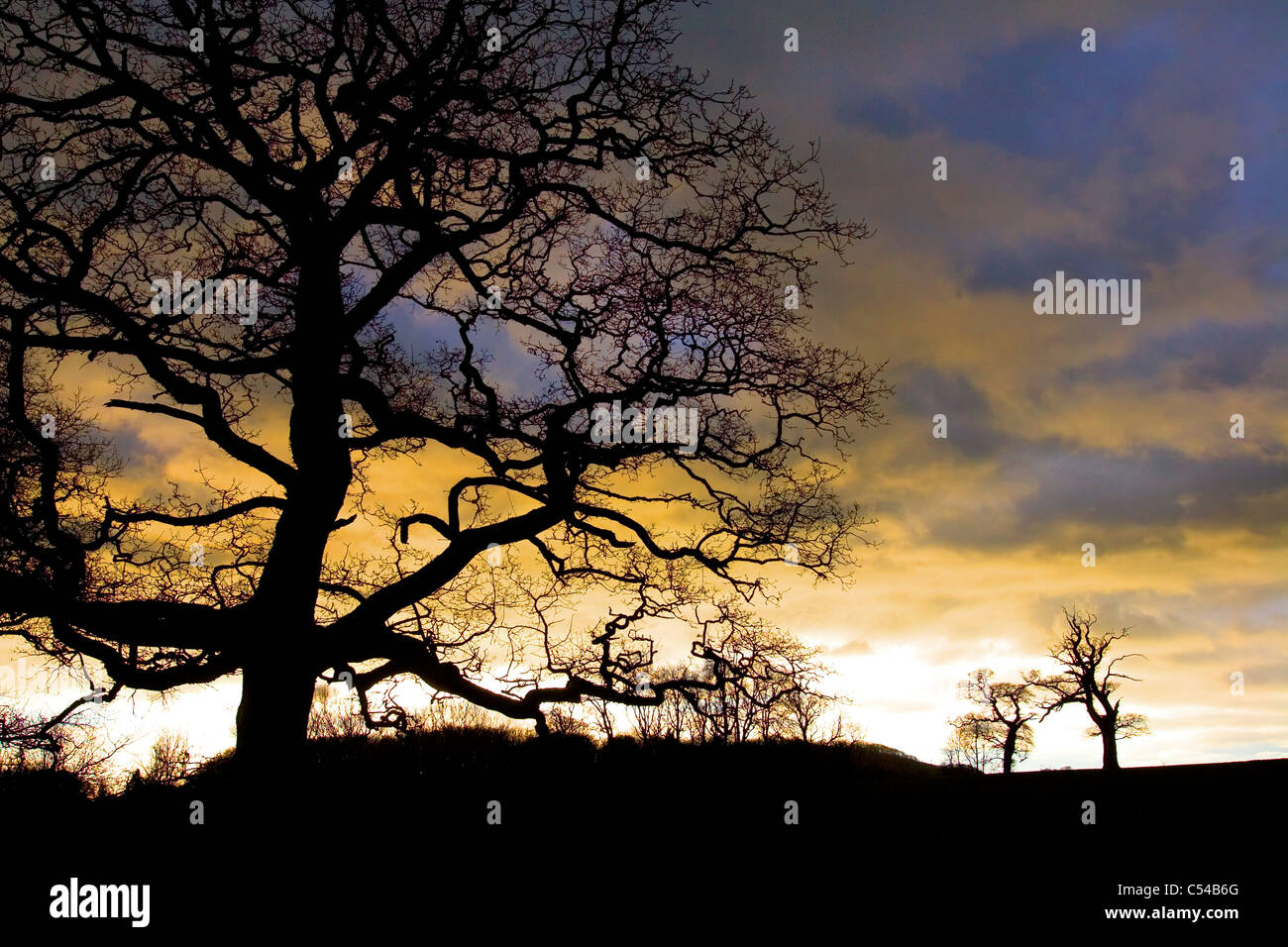 sunset, trees, Gatcombe, Isle of Wight, England, UK Stock Photo - Alamy