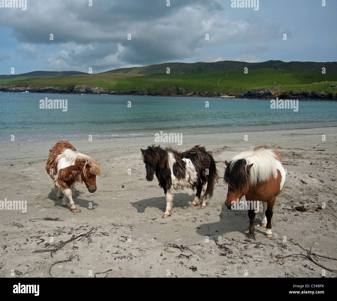 Shetland Ponies Are Hardy And Strong High Resolution Stock Photography ...