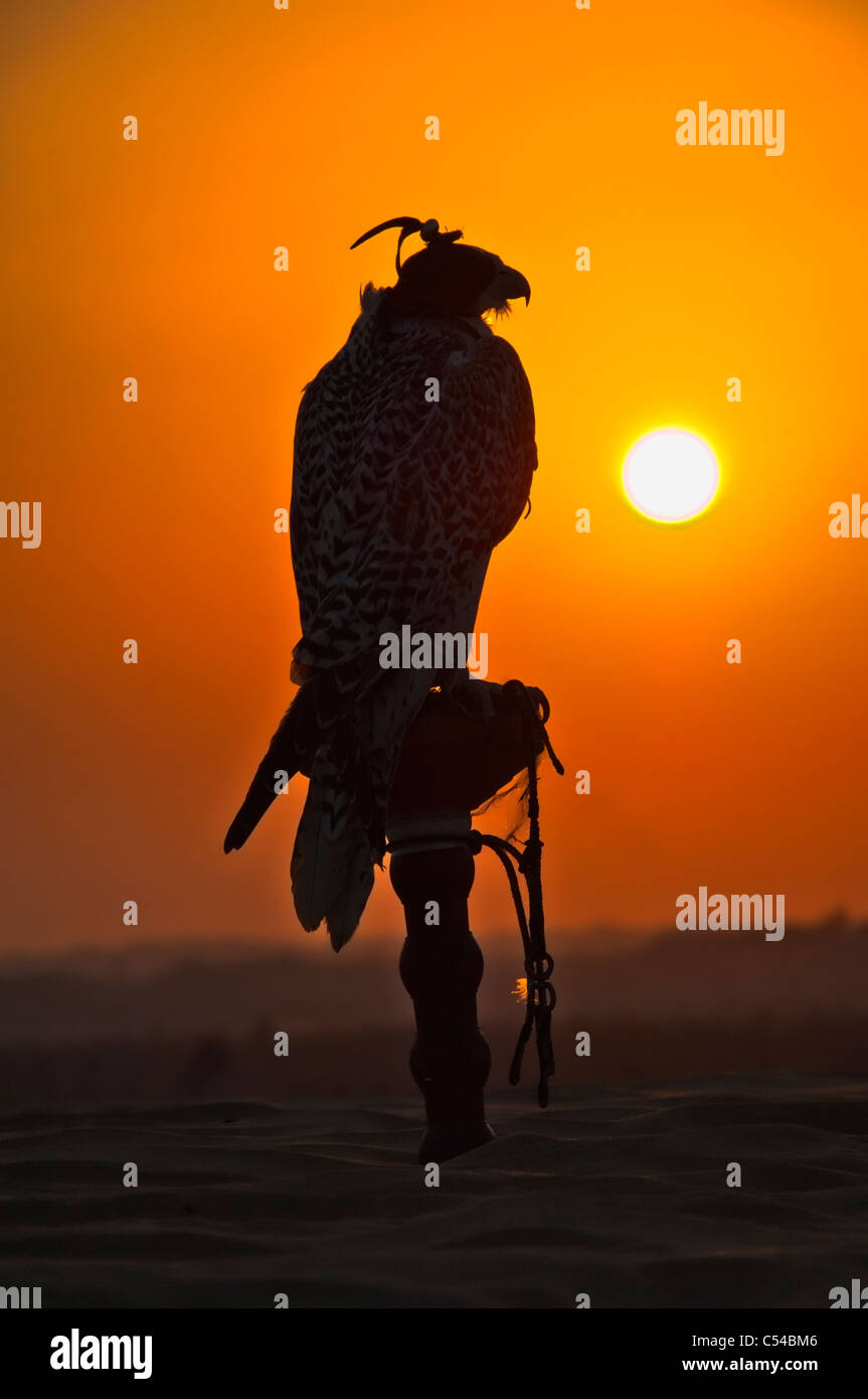 Arab falcon bird hi-res stock photography and images - Alamy