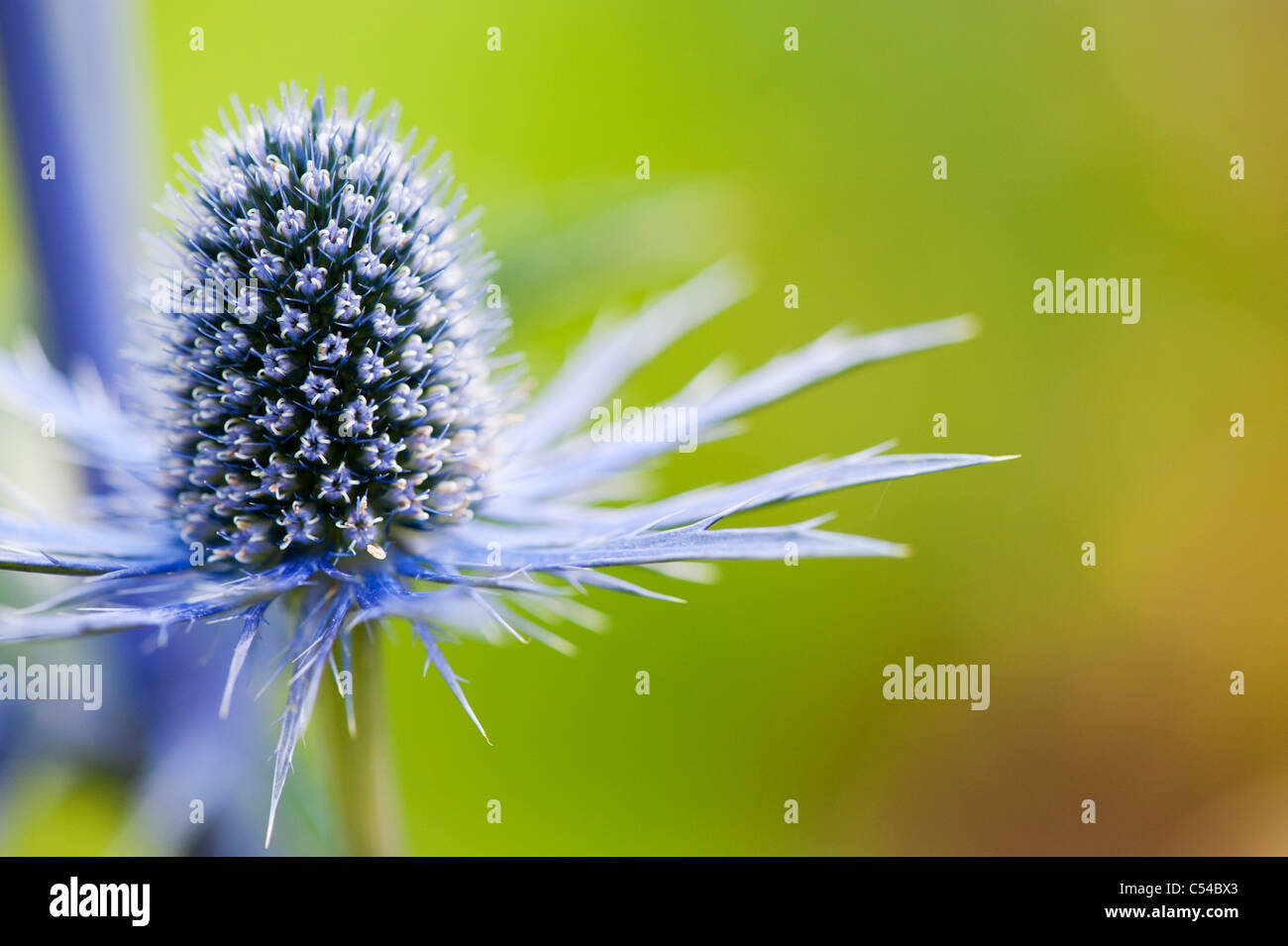 Eryngium x zabelii 'Jos Eijking'. Sea holly Stock Photo - Alamy