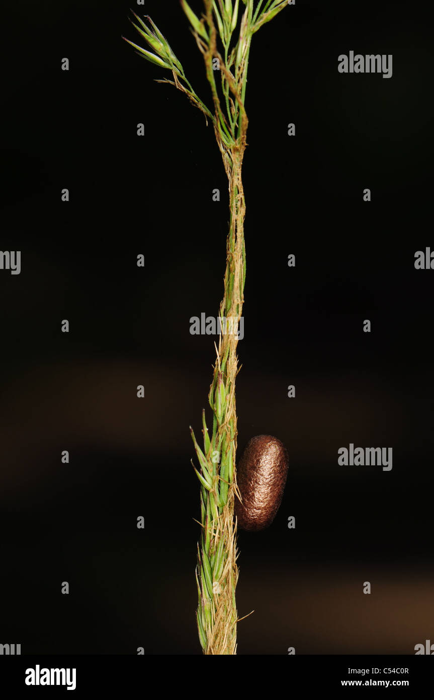 Cocoon of butterfly hi-res stock photography and images - Alamy