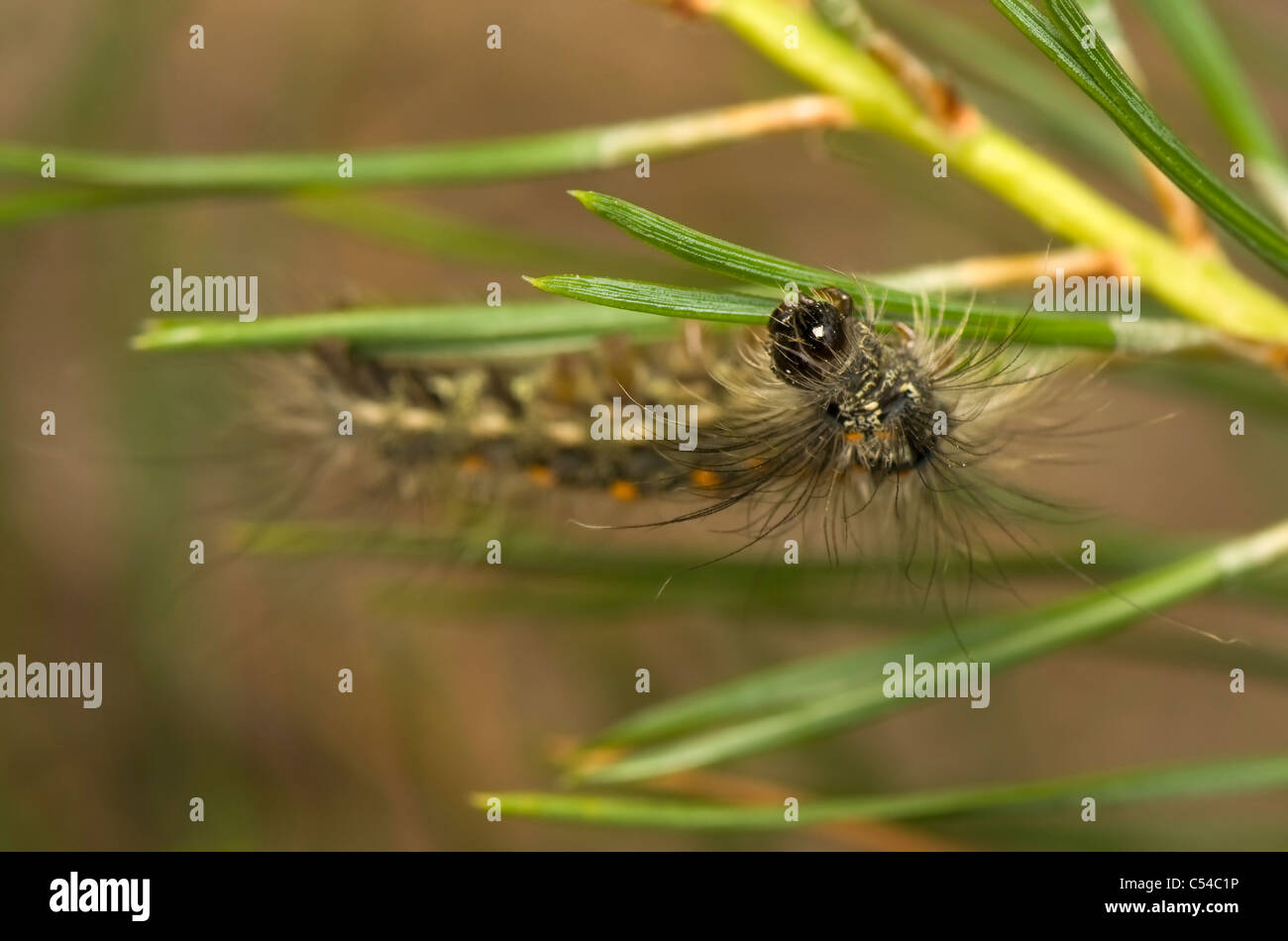Lithosia hi-res stock photography and images - Alamy