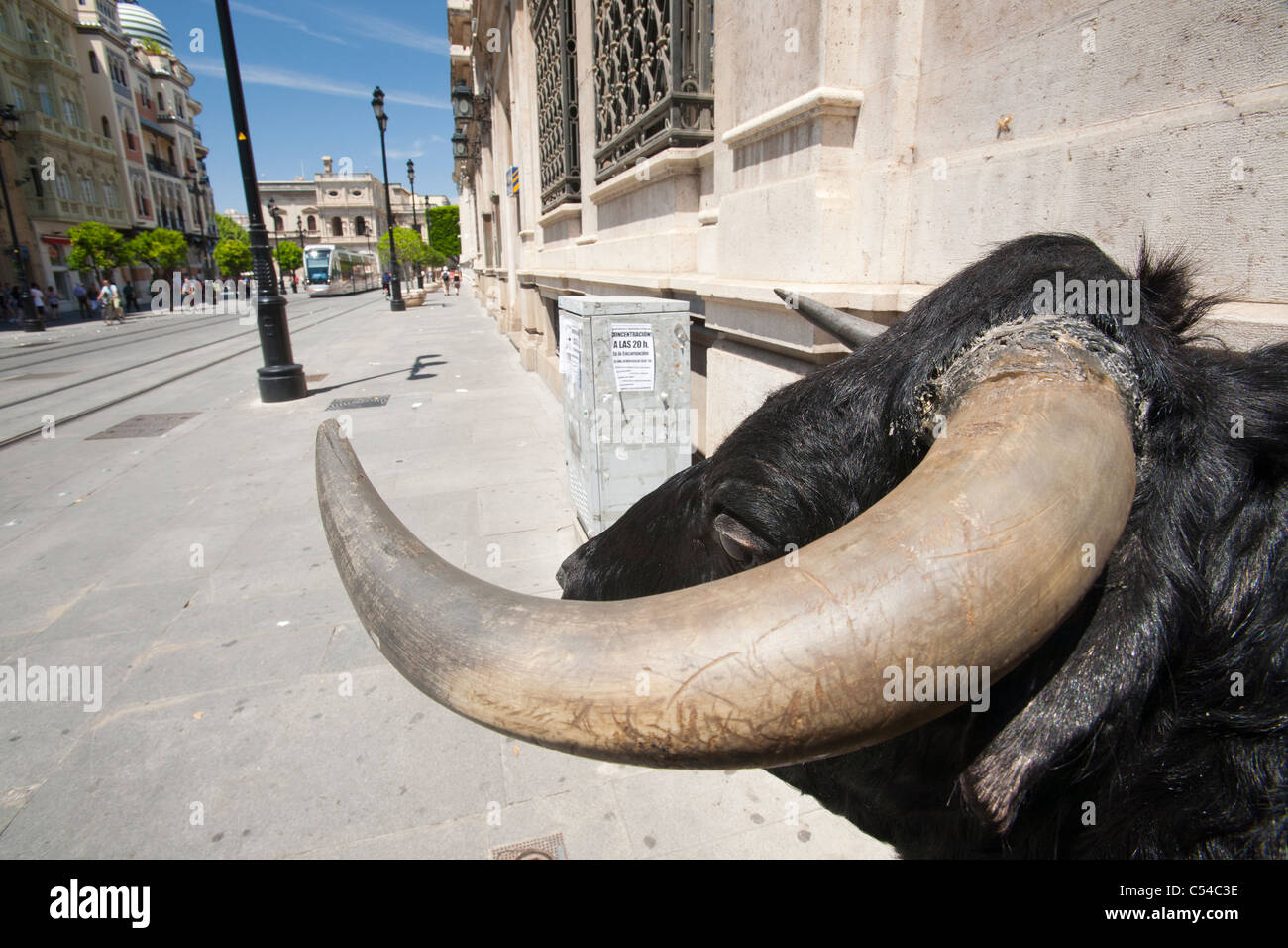 Stuffed bull head hi-res stock photography and images - Alamy