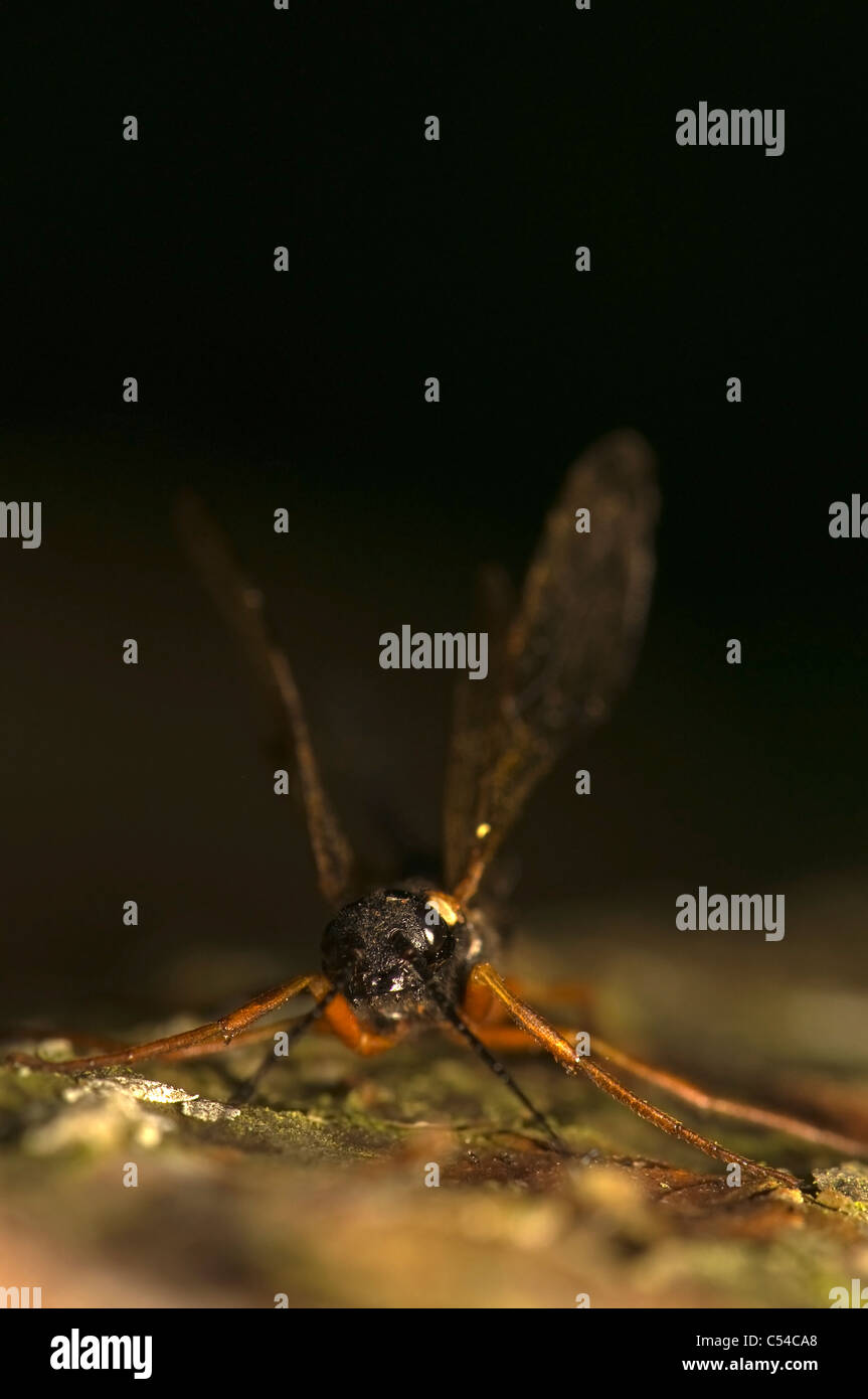 Xeris Spectrum High Resolution Stock Photography and Images - Alamy