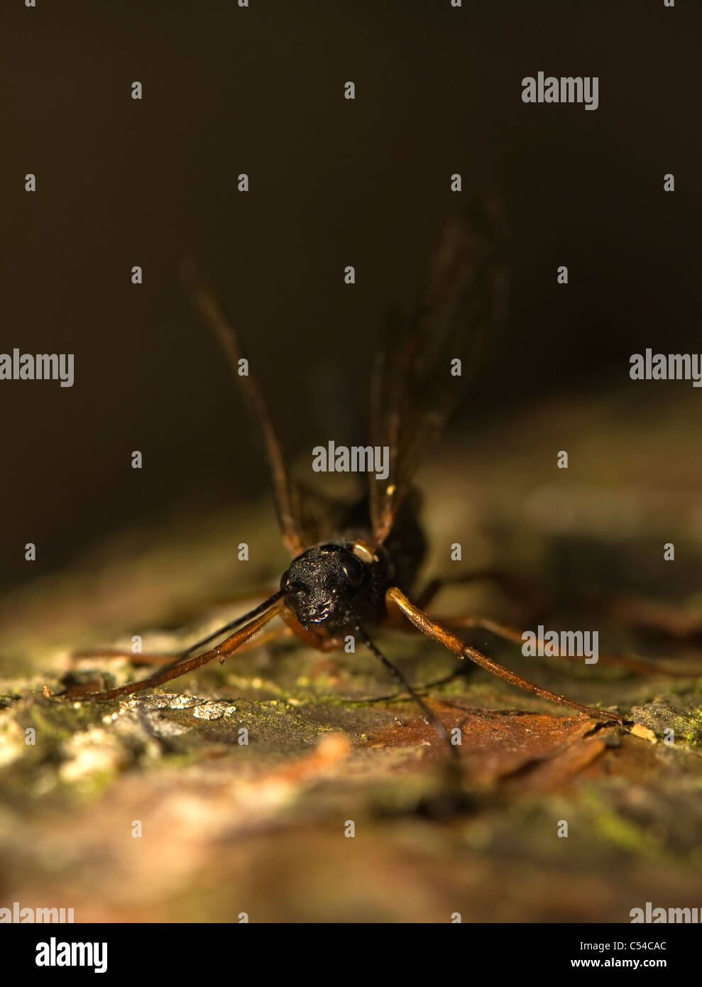 Xeris spectrum hi-res stock photography and images - Alamy