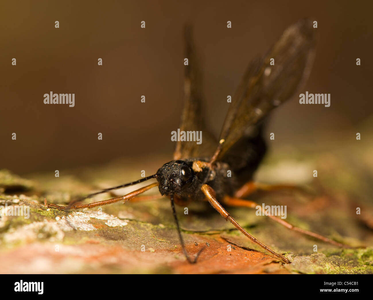 Xeris spectrum hi-res stock photography and images - Alamy