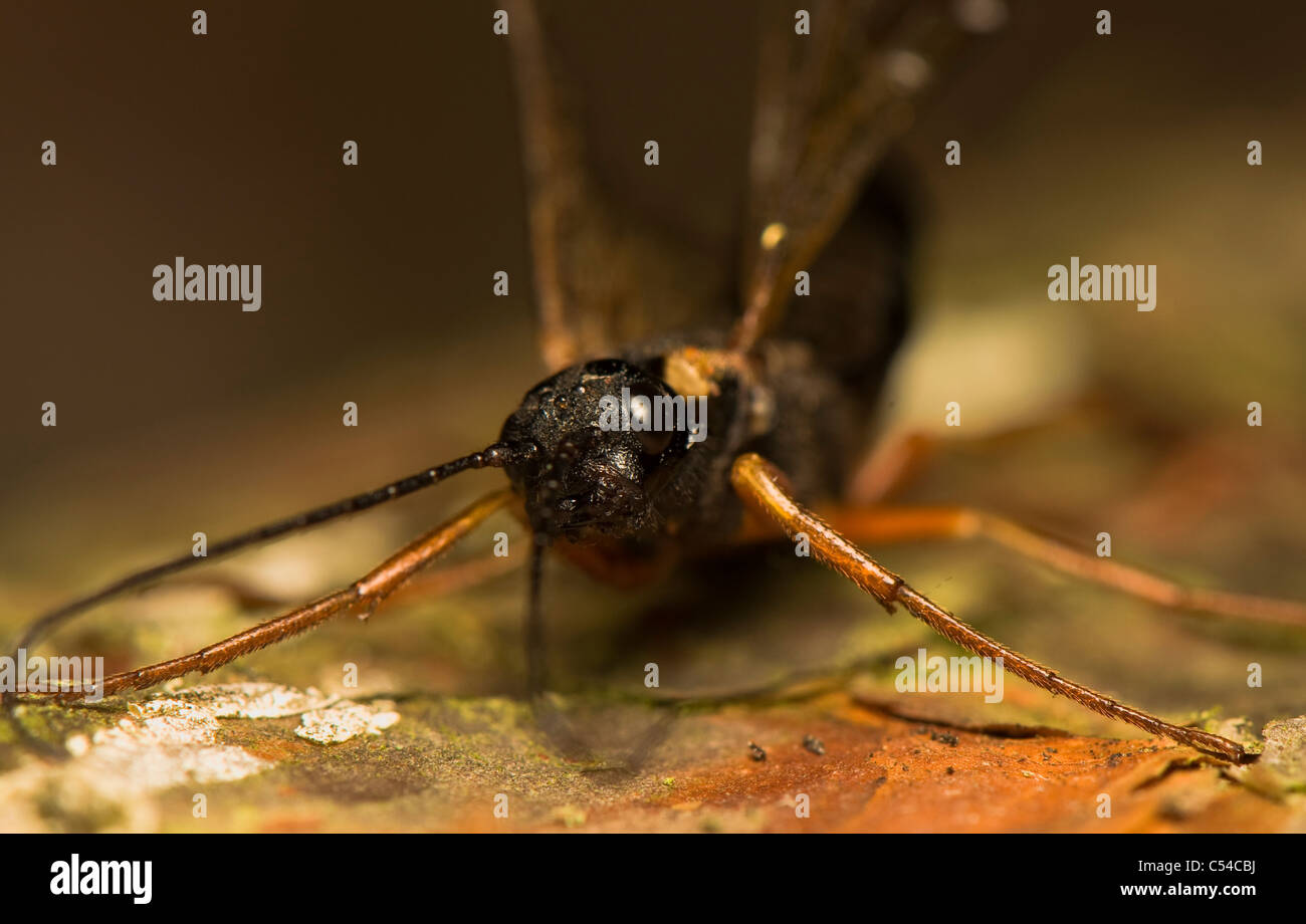 Xeris spectrum hi-res stock photography and images - Alamy