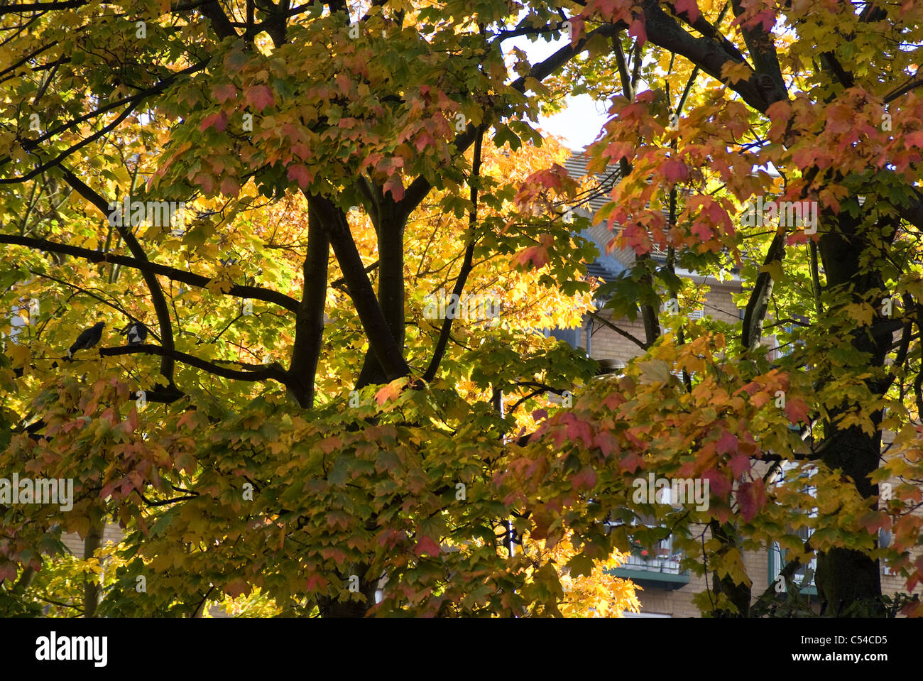 Autumn in London, England Stock Photo - Alamy