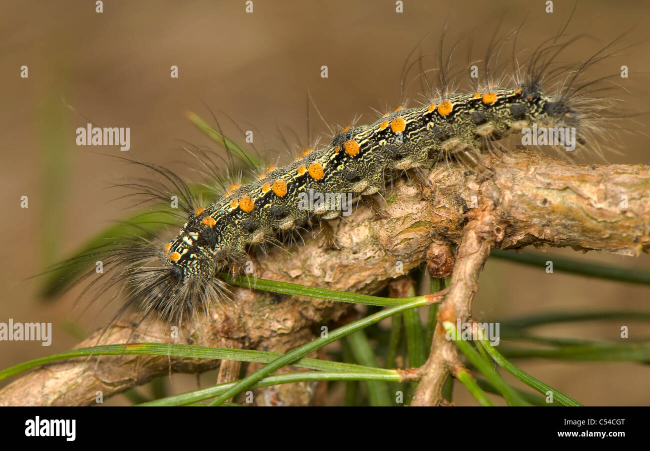 Lithosia hi-res stock photography and images - Alamy