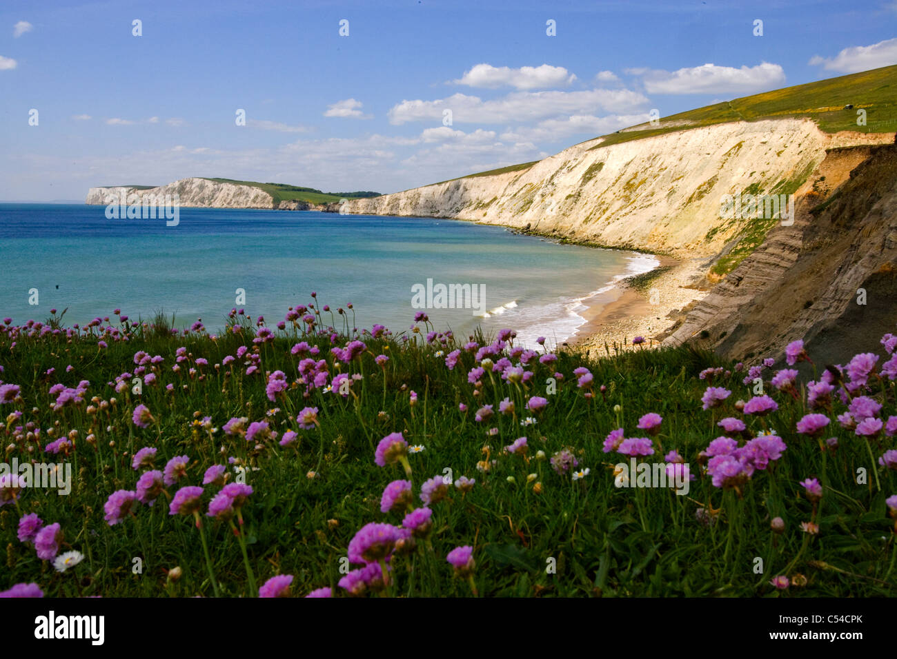Compton Bay, Chalk Cliffs, Tennyson Down, Freshwater bay, flowers, Isle ...