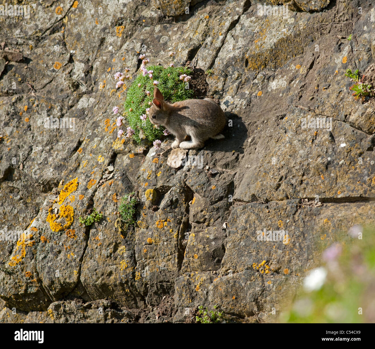 Rabbit feeding on rock vegetation on steep sea cliffs, Sumburgh ...