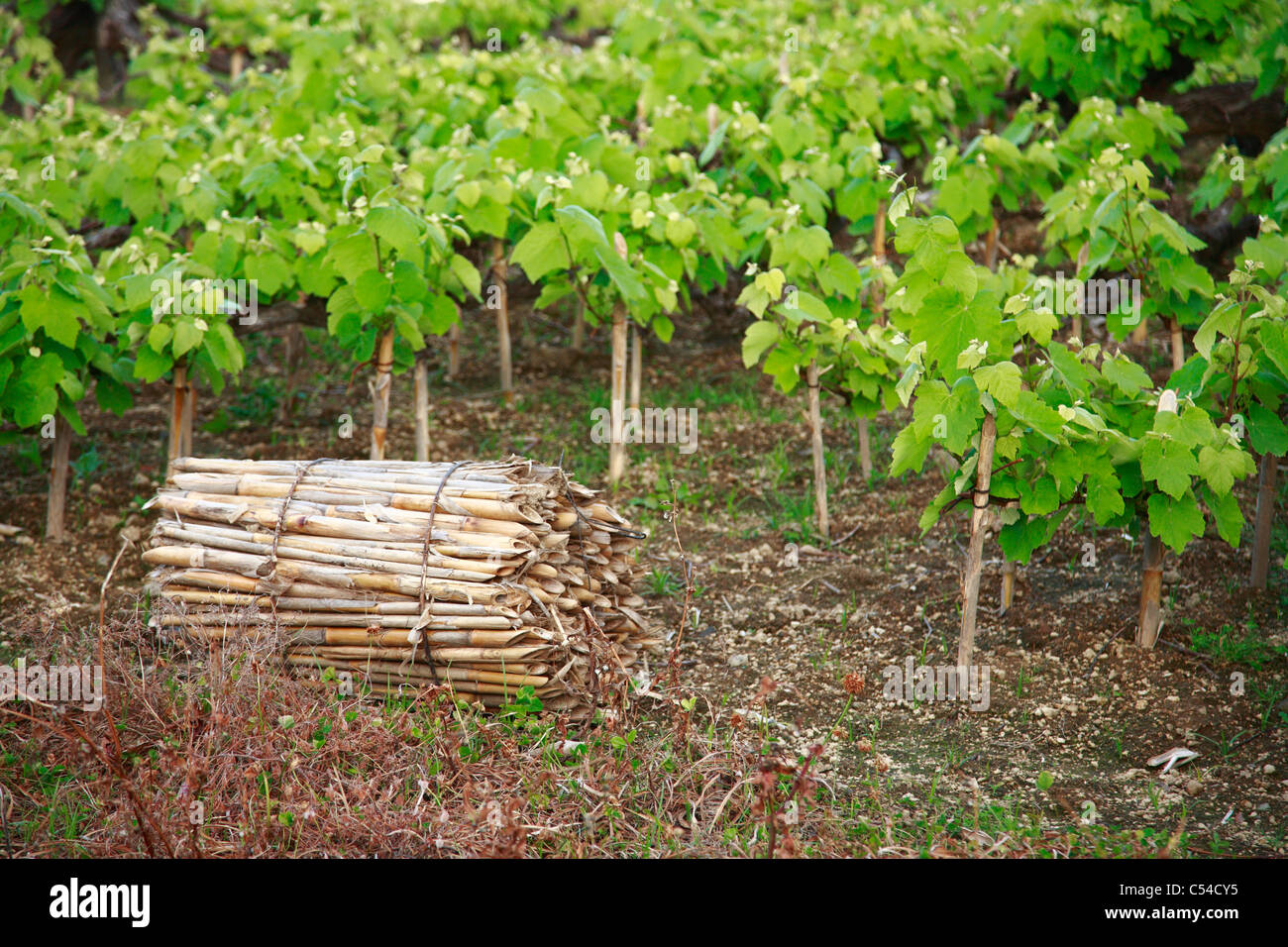 Grape vines in Azores islands, Portugal Stock Photo - Alamy