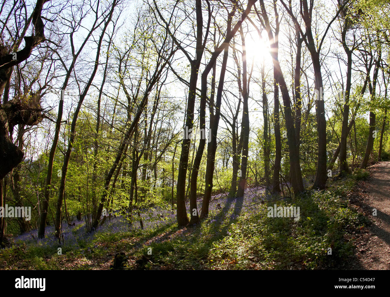 Surrey forest hi-res stock photography and images - Alamy