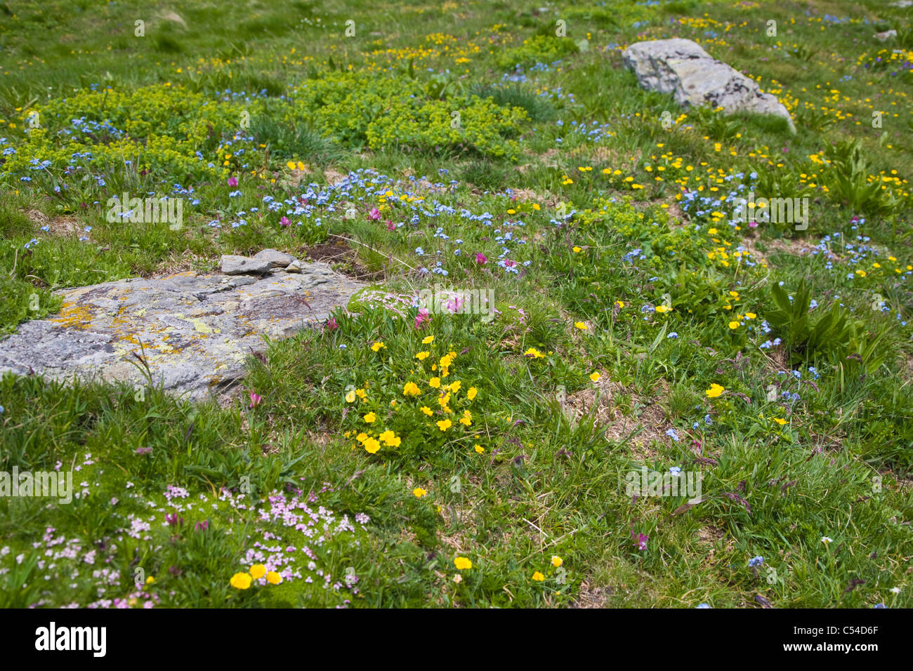 Alpine flowers, Pennine Alps, Valais Alps, Western Alps, Italy Stock ...