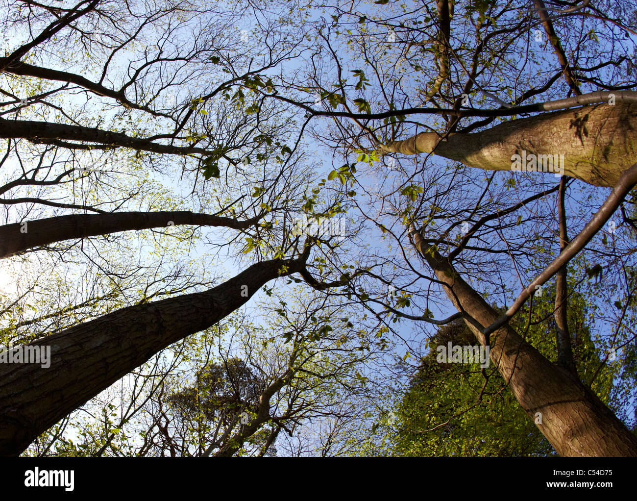 Forest Trees Surrey UK Stock Photo - Alamy