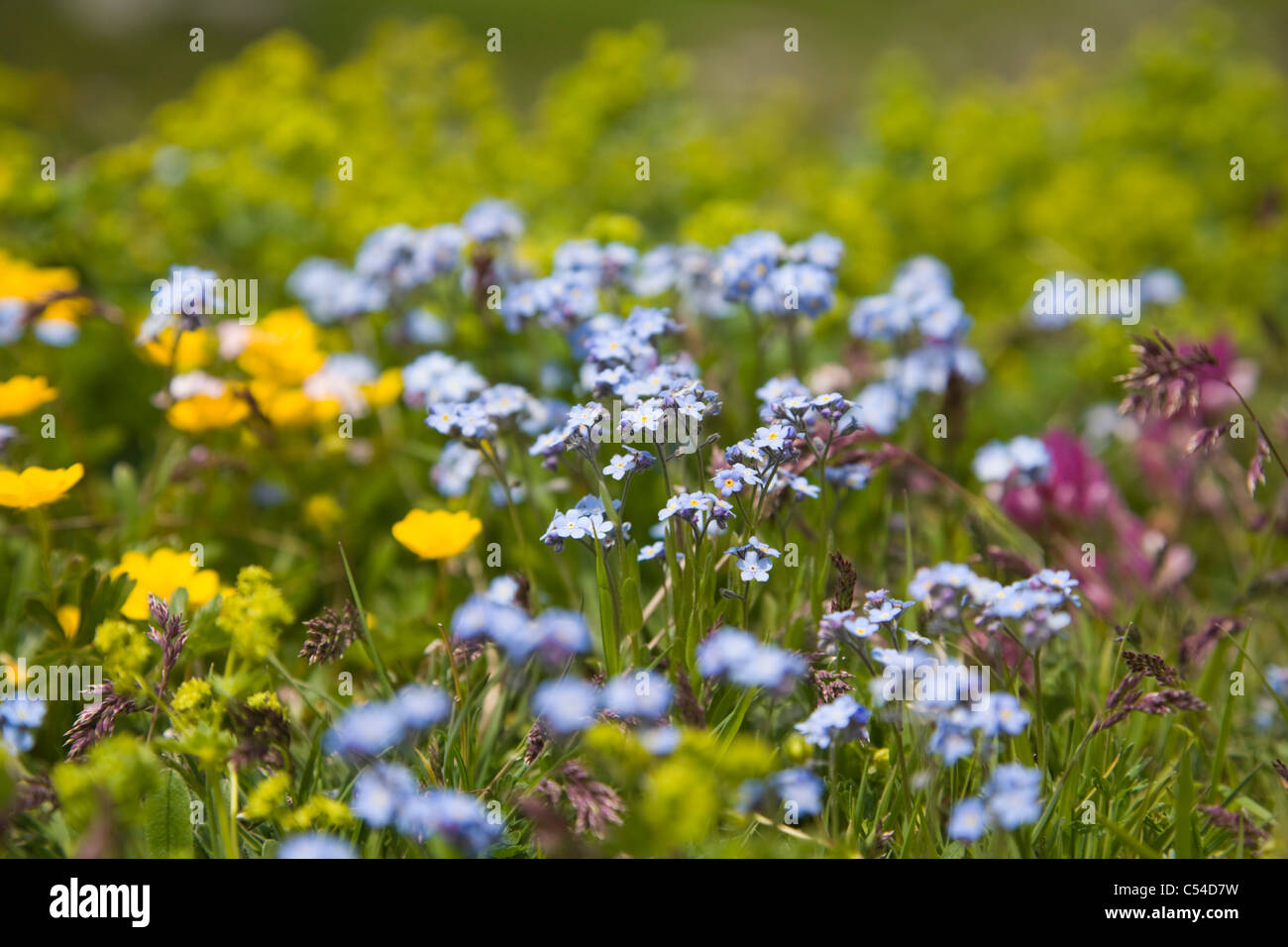 Alpine flowers, Pennine Alps, Valais Alps, Western Alps, Italy Stock ...