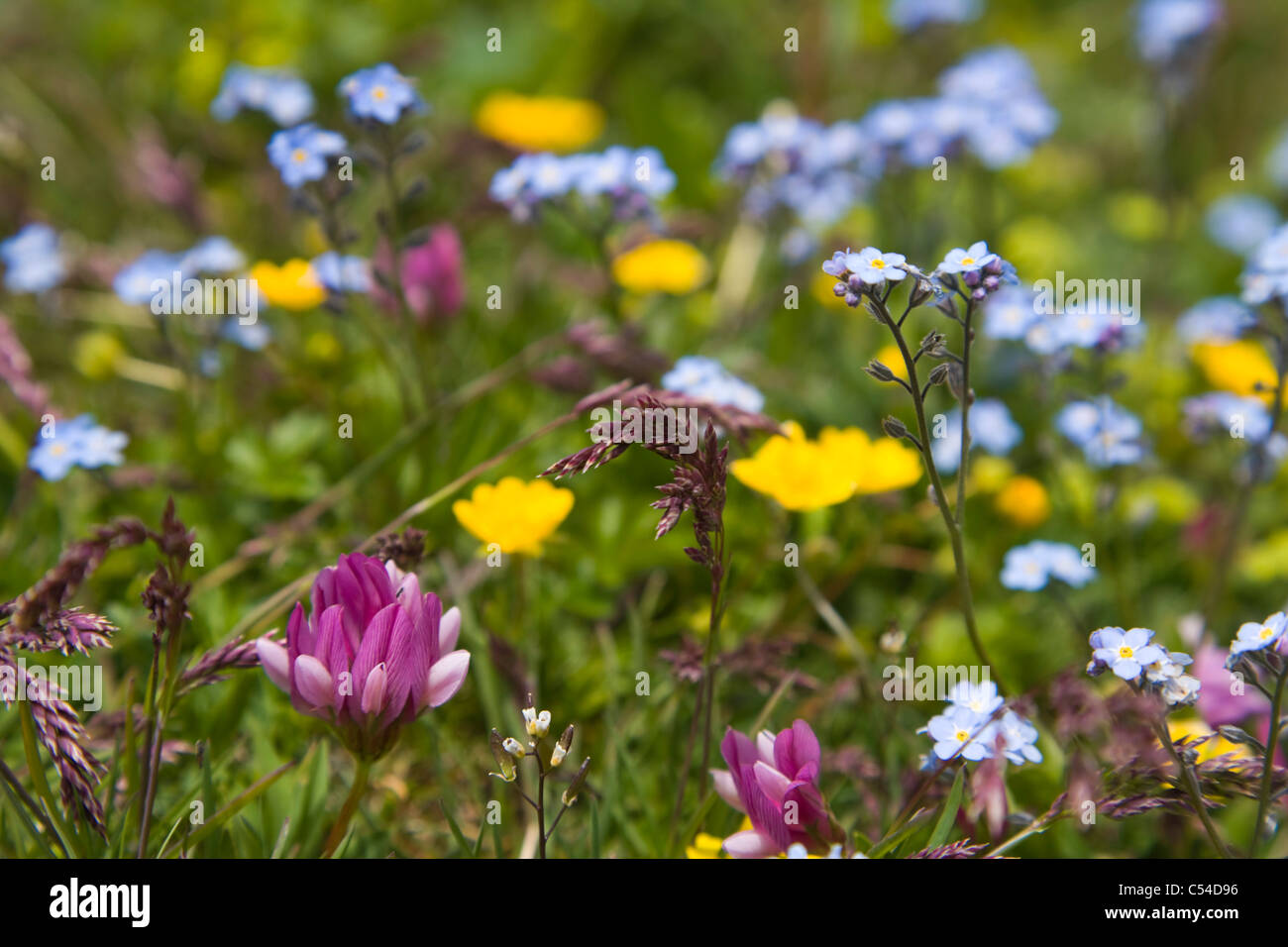 Alpine flowers, Pennine Alps, Valais Alps, Western Alps, Italy Stock ...