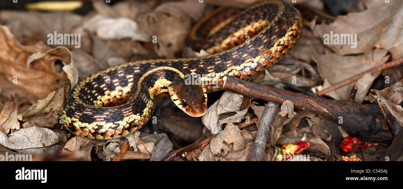 Garter Snake (Thamnophis sirtalis Stock Photo - Alamy